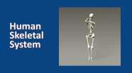 Human Skeletal System